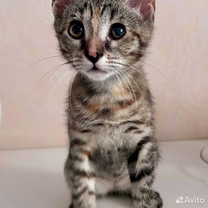 Котенок Алиса фенотип соукок