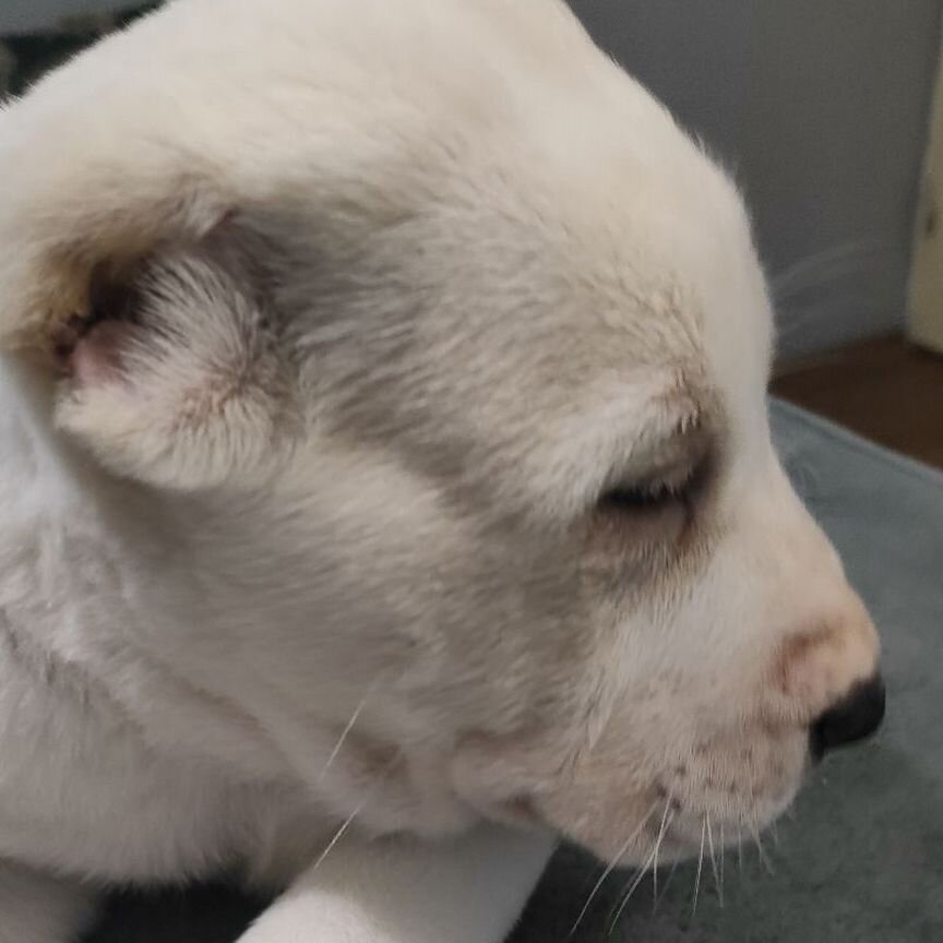 Продаются среднеазиатские овчарки.сао