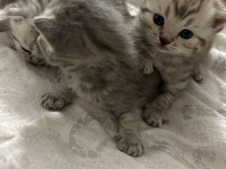 Котята