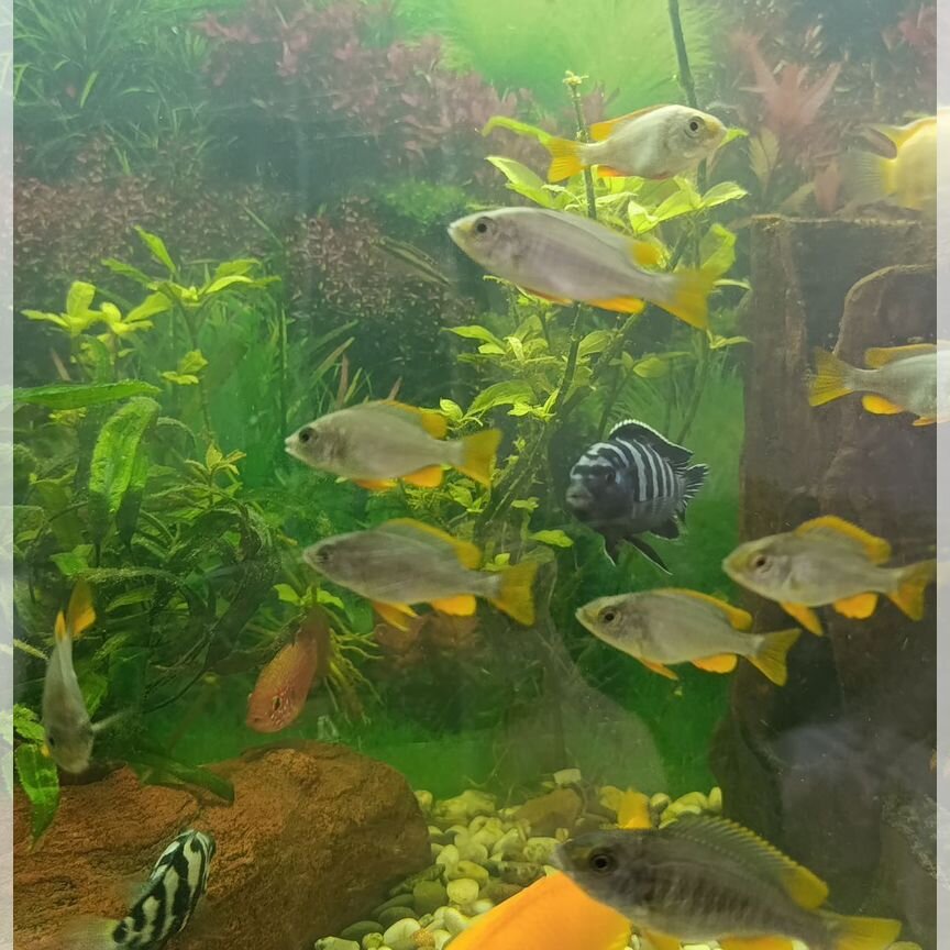 Рыбки цихлиды