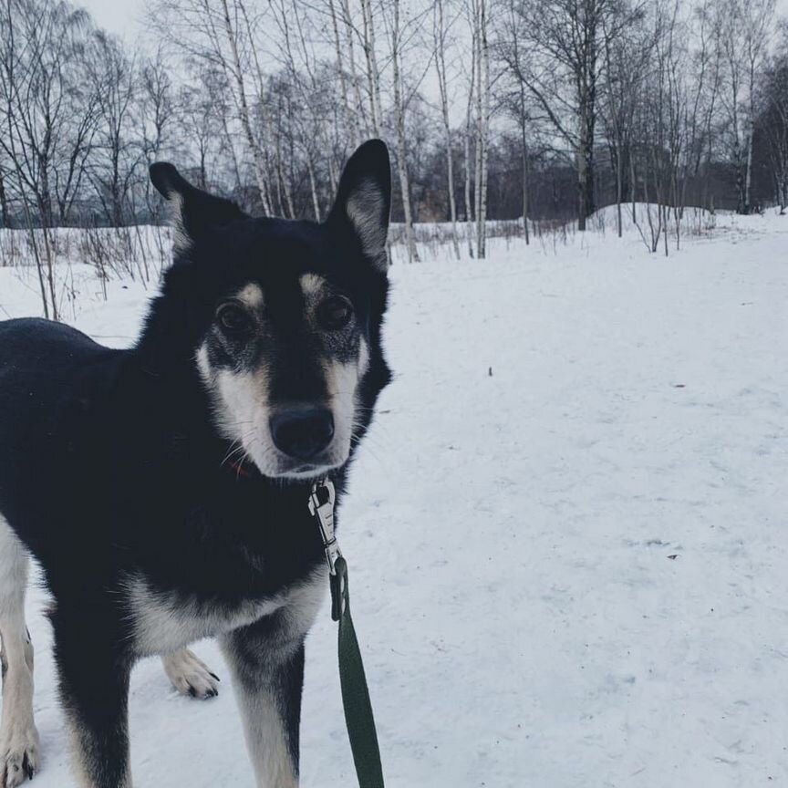 Джоник из приюта ищет дом