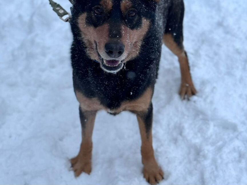 Возьми собаку из приюта