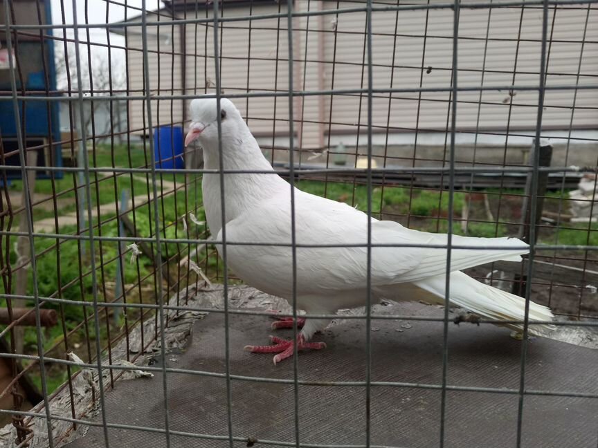 Бакинский голубь продажа. обмен