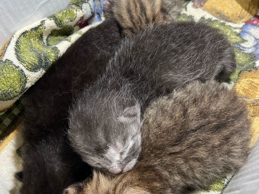 Отдам котят в добрые руки