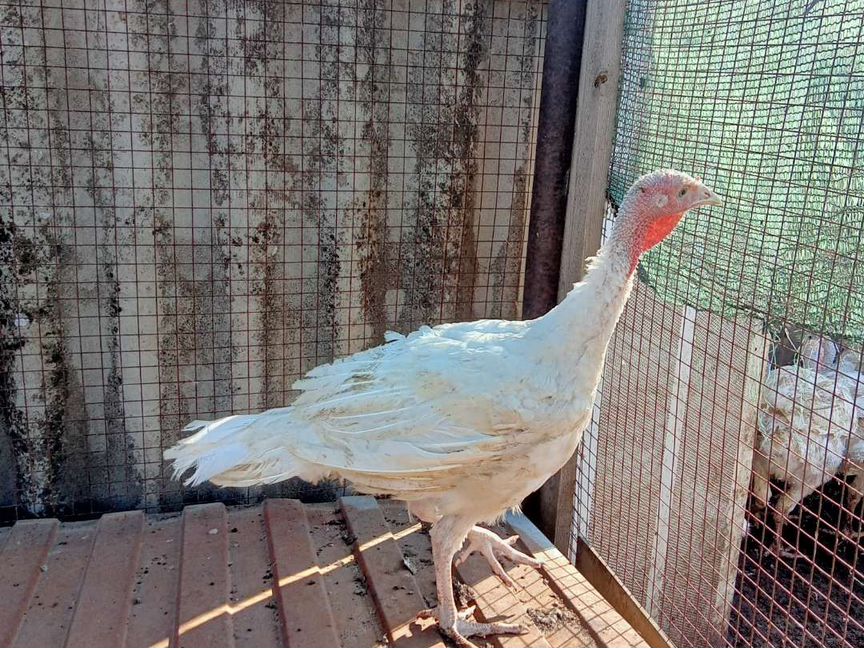 Индюки живым весом