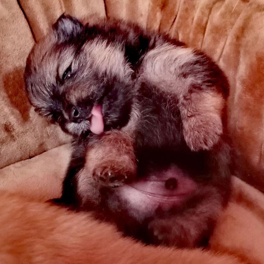 Померанский шпиц, щенок