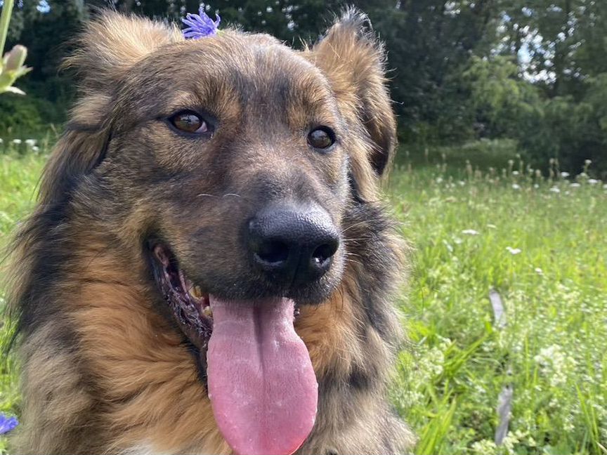 Красивая собака в добрые руки