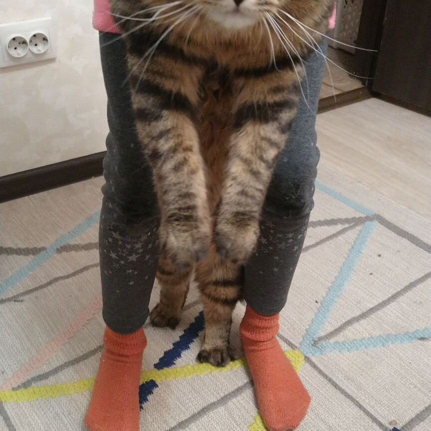 Коты для вязки