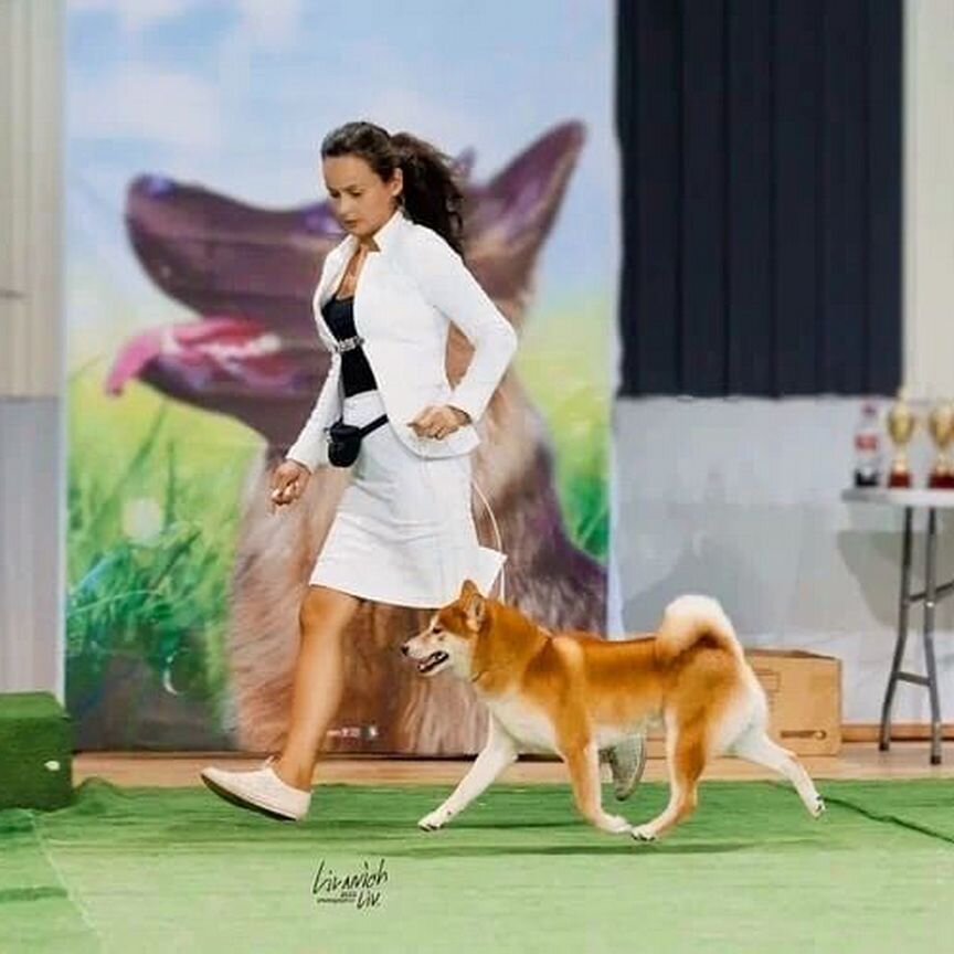 Кобель сиба (шиба) ину вязка