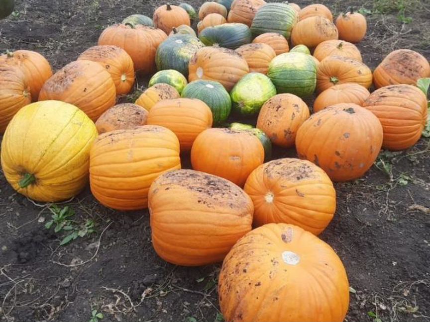 Тыква вкусная