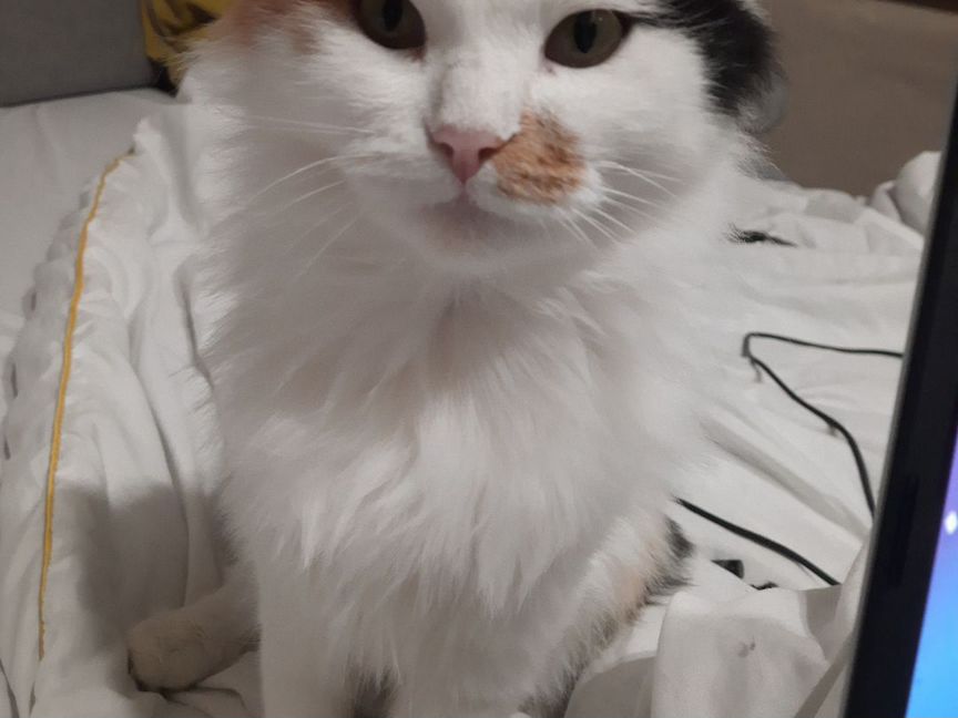 Кошечка мышеловка