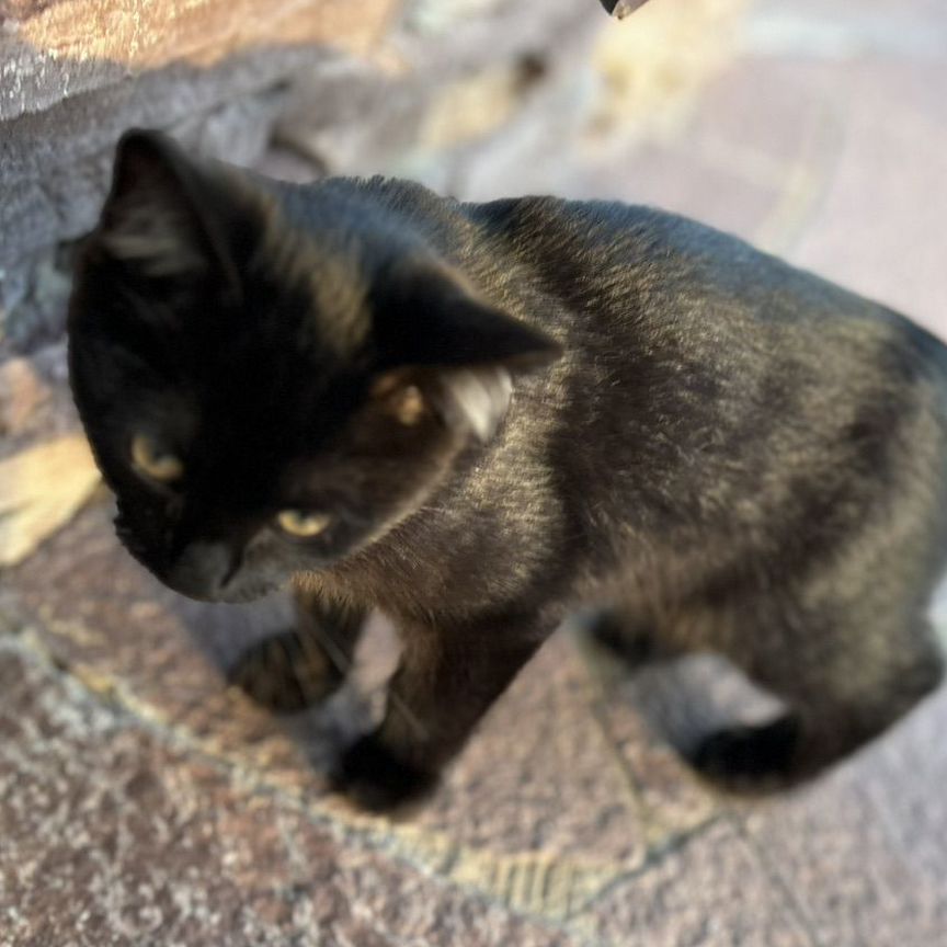 Кошки