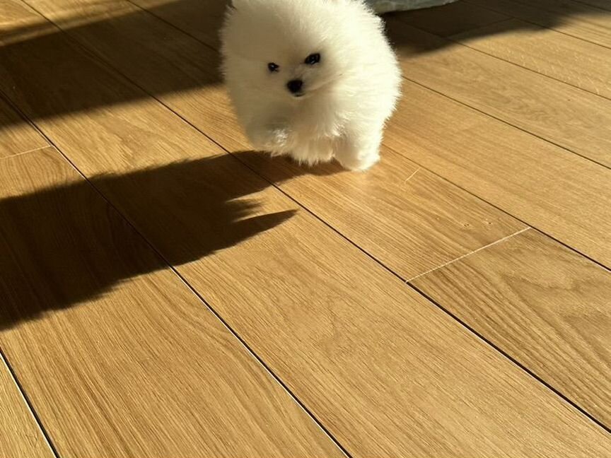 Щенок померанского шпица медвежьего типа