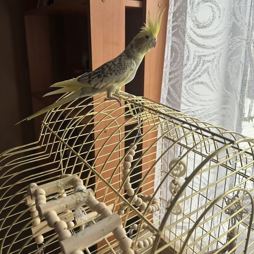 Попугай корелла