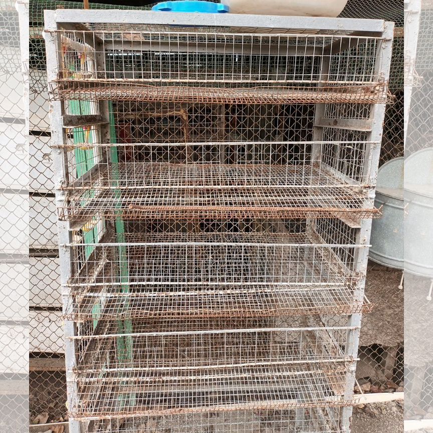 Клетки для перепелок