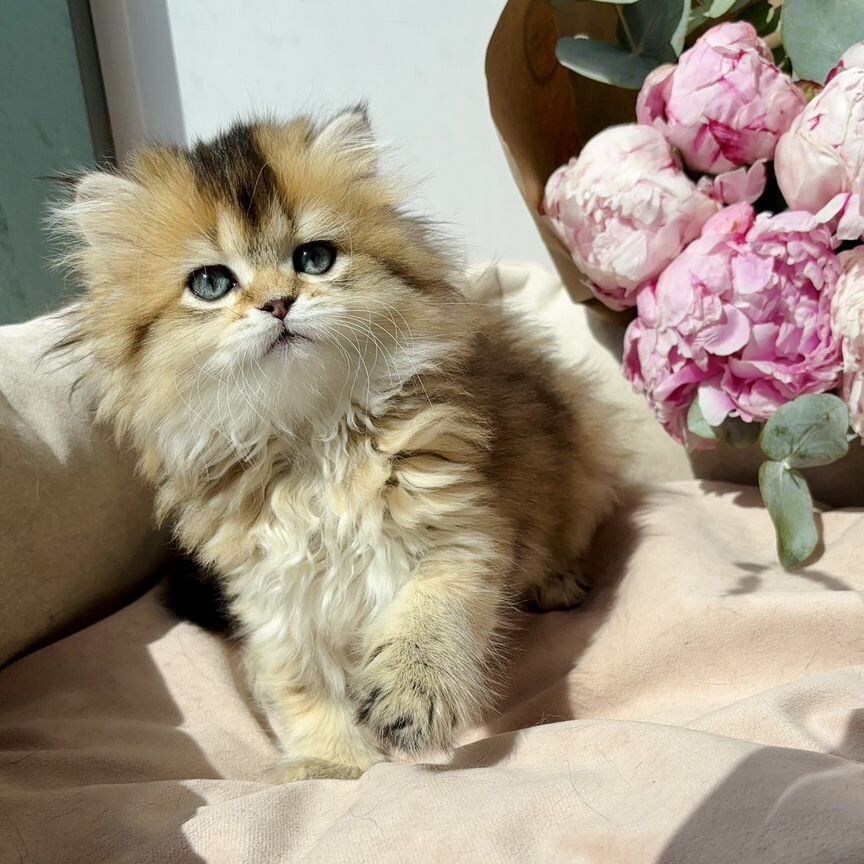 Шотландская длинношерстная шиншилла