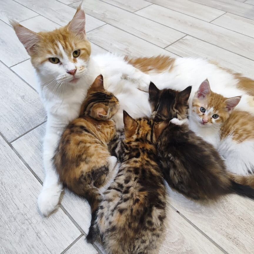 Котята мейн-кун помесь