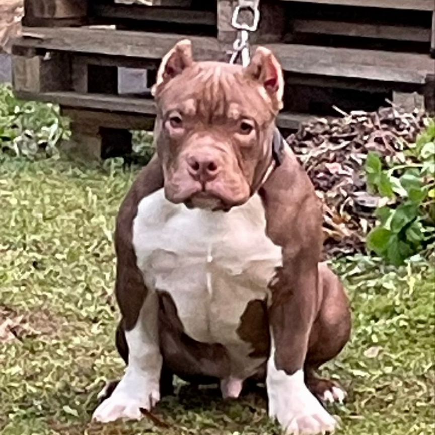 Американский булли покет