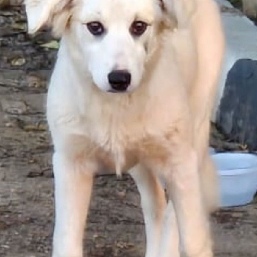 Собаки в добрые руки