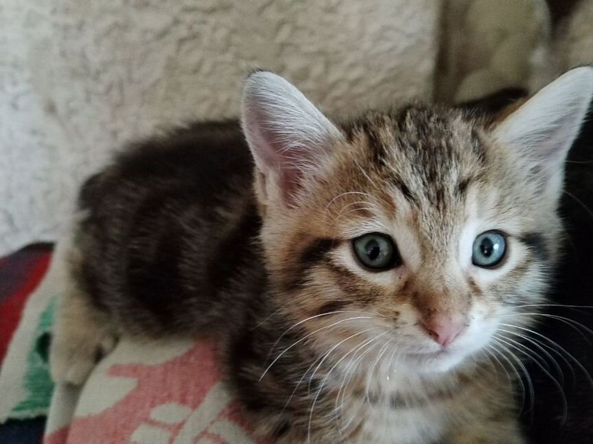 Котенок бобтейл красивого окраса