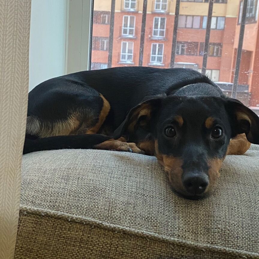 Отдам собачку в добрые руки