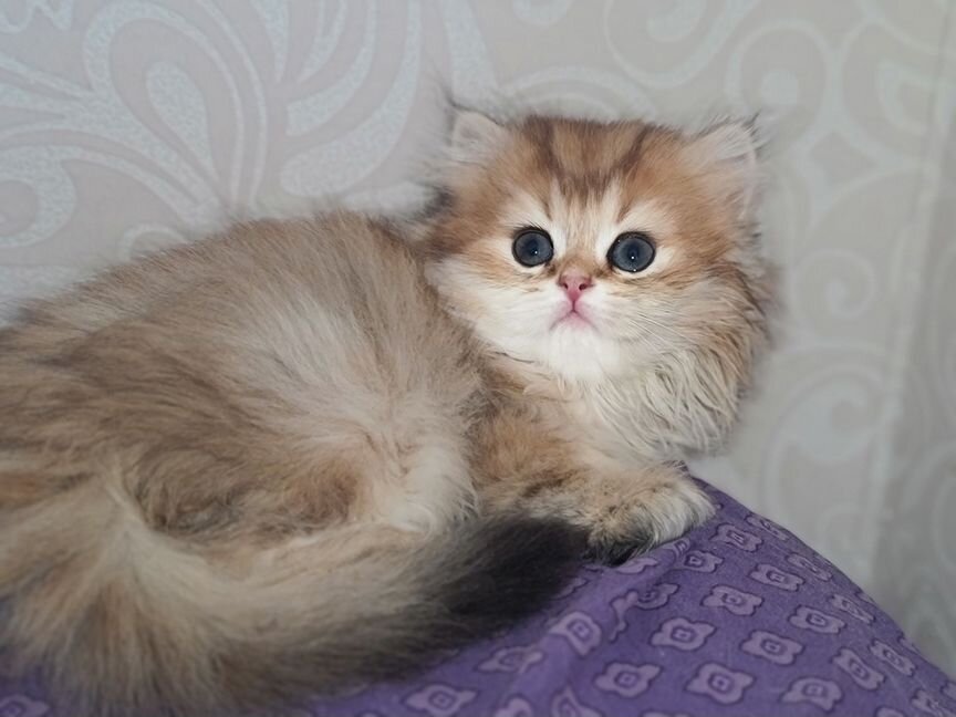 Котенок британский