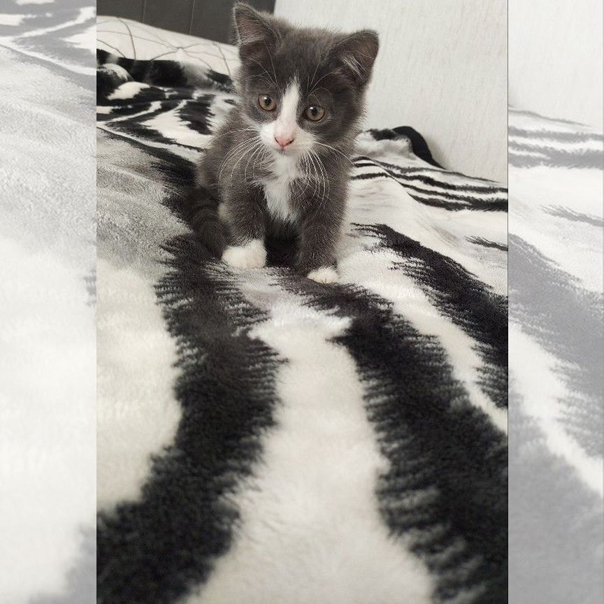 Британский короткошёрстный котёнок