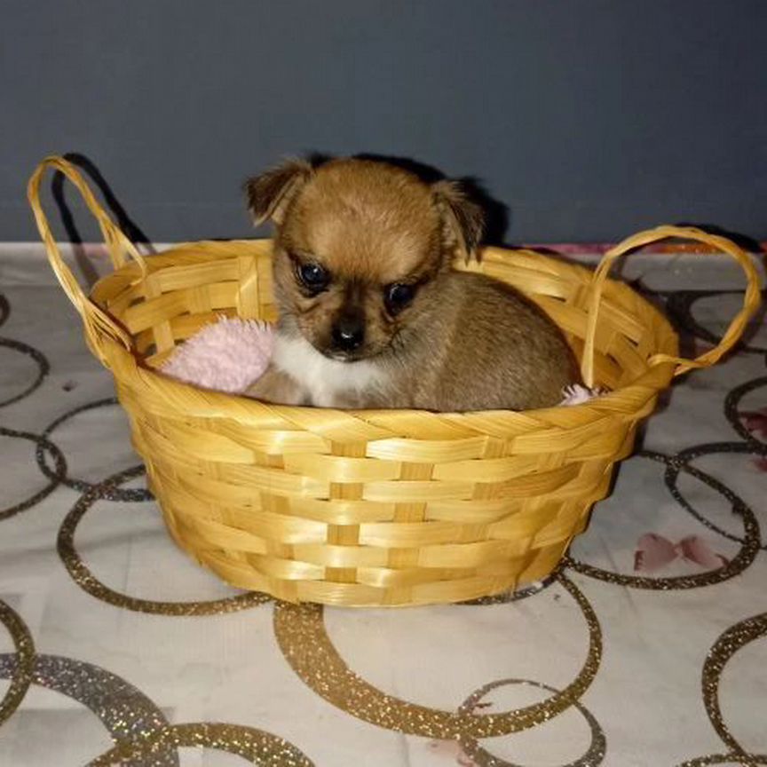 Чихуахуа, щенок