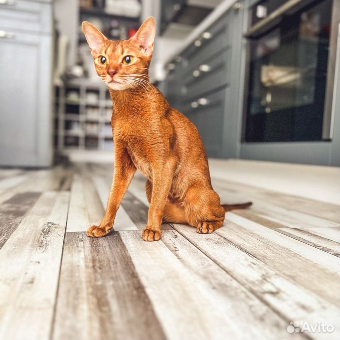 Абиссинские котята наполовину