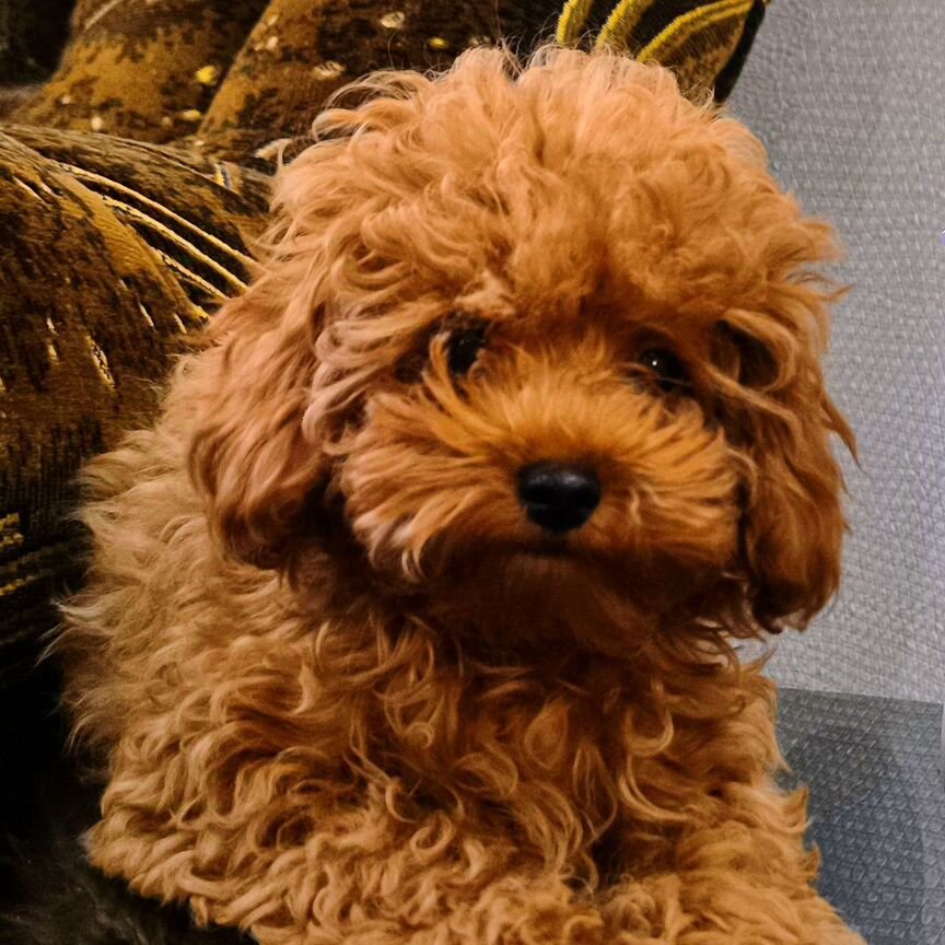 Той-пудель от китайского папы