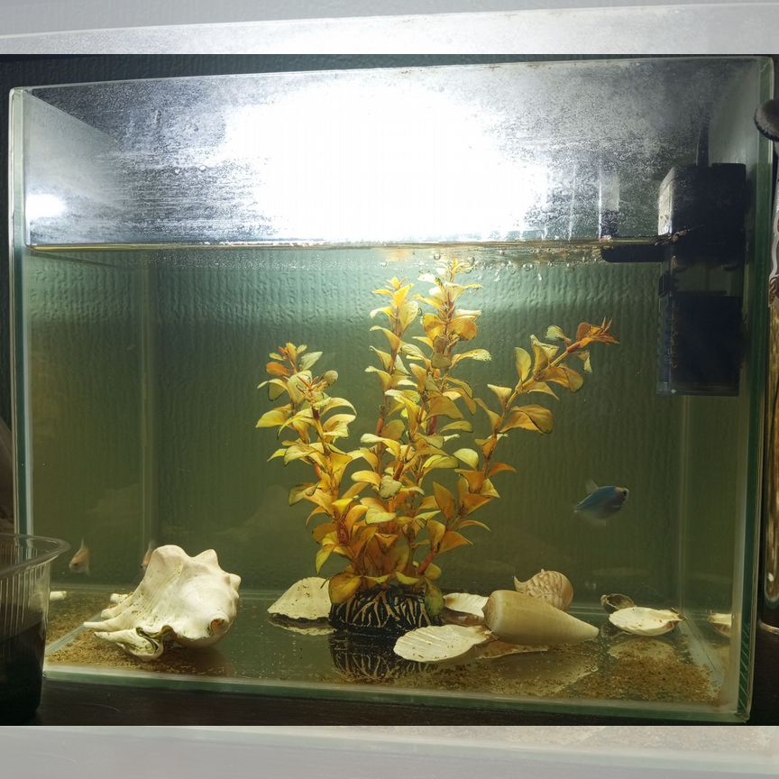 Аквариум с рыбками