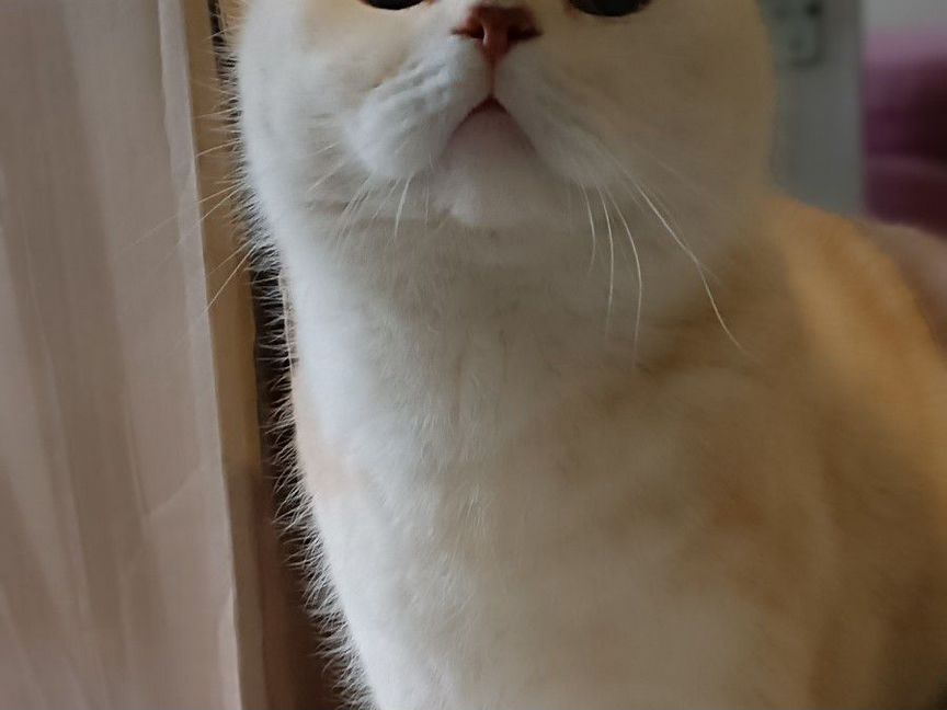 Британский кот