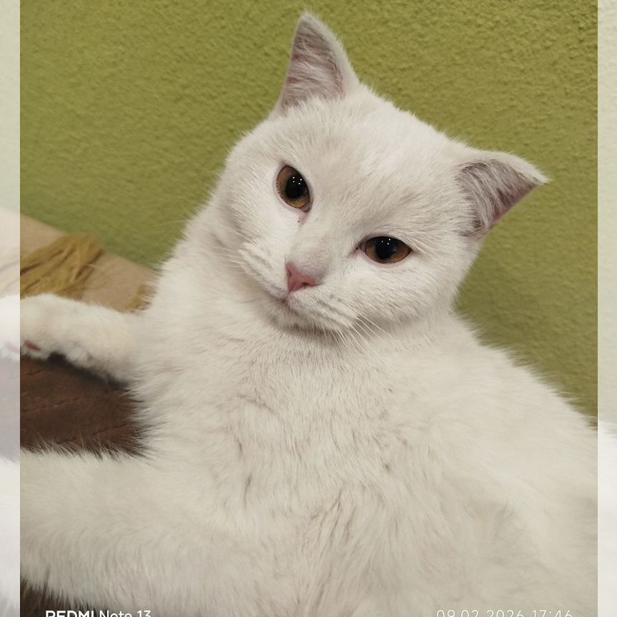 Британский короткошёрстный котёнок