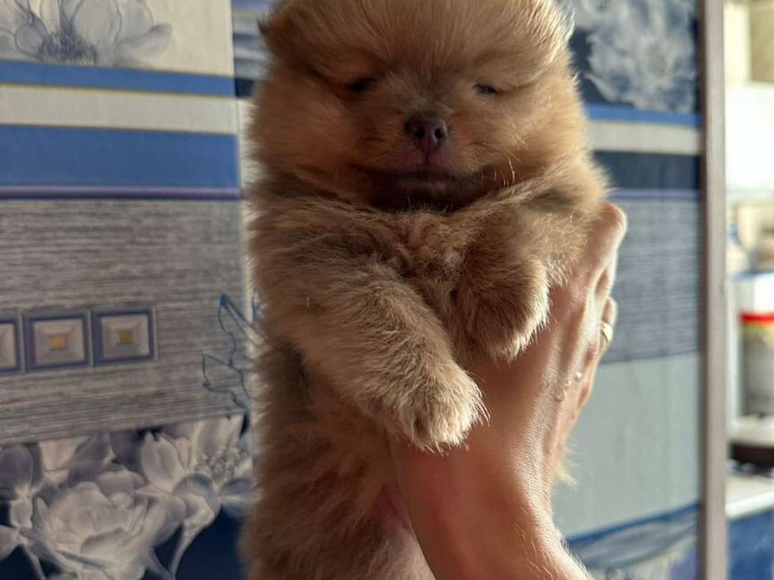 Щенок немецкого шпица