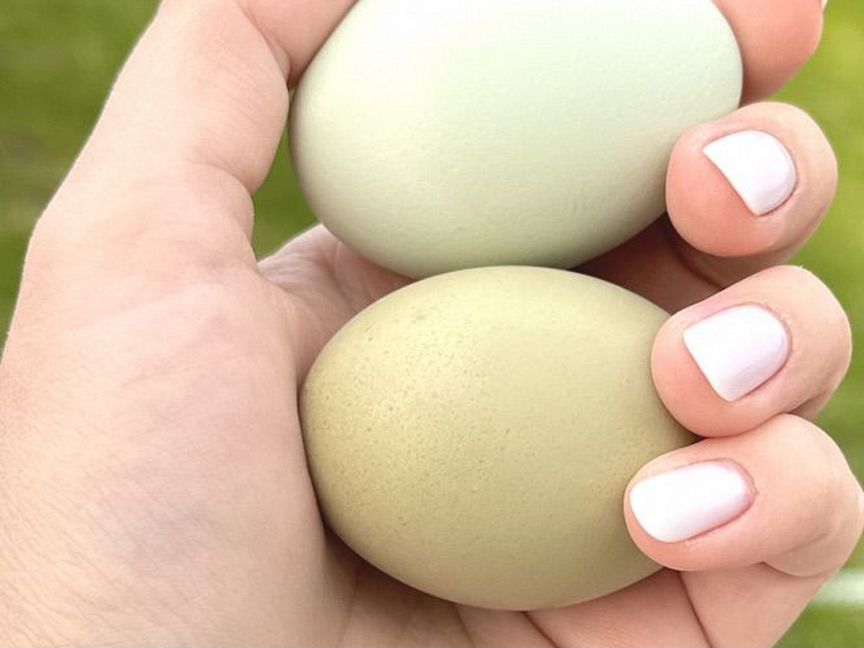 Яйца инкубационные