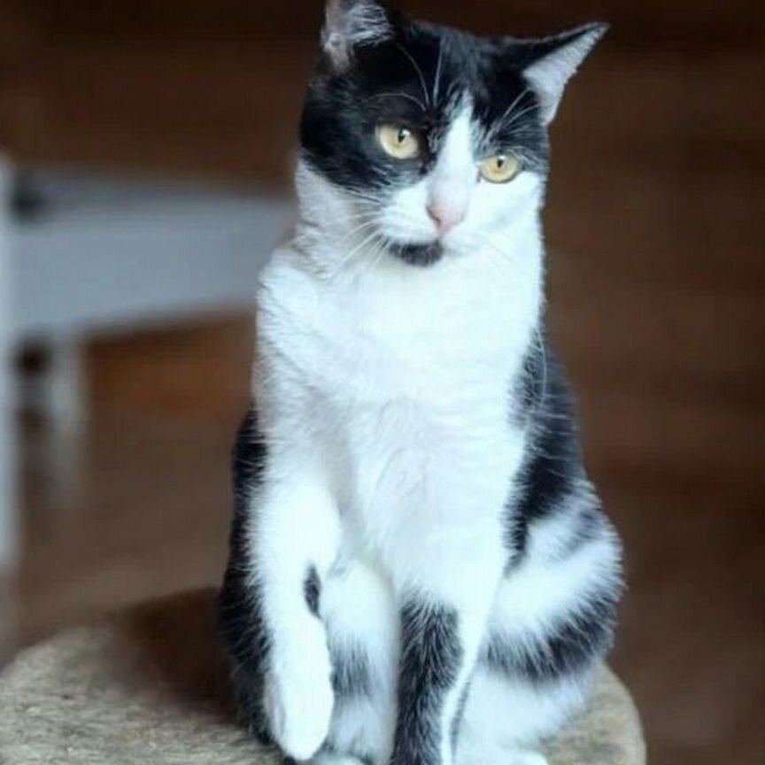 Очаровательная кошечка Лика в добрые руки