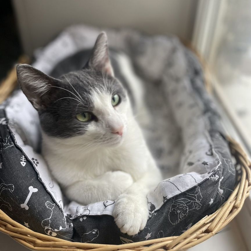 Котенок мальчик
