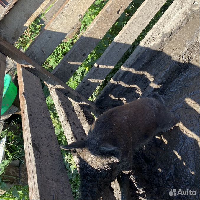 Кабаниха девочка