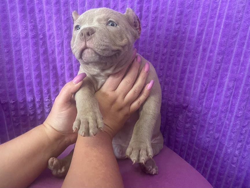 Американский булли стандарт девочка