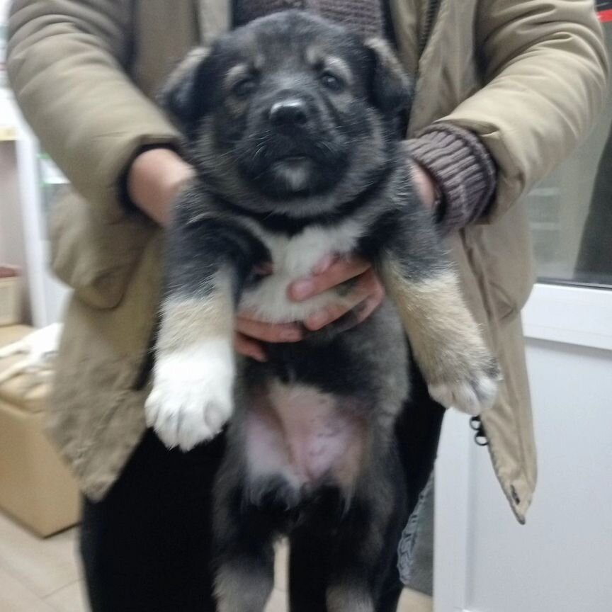 Щенкам некуда идти Очень нужен дом