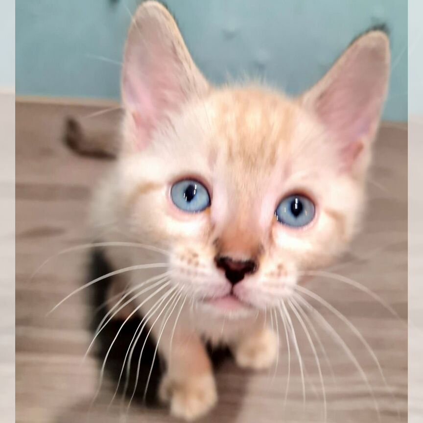 Бенгальская Красавица)