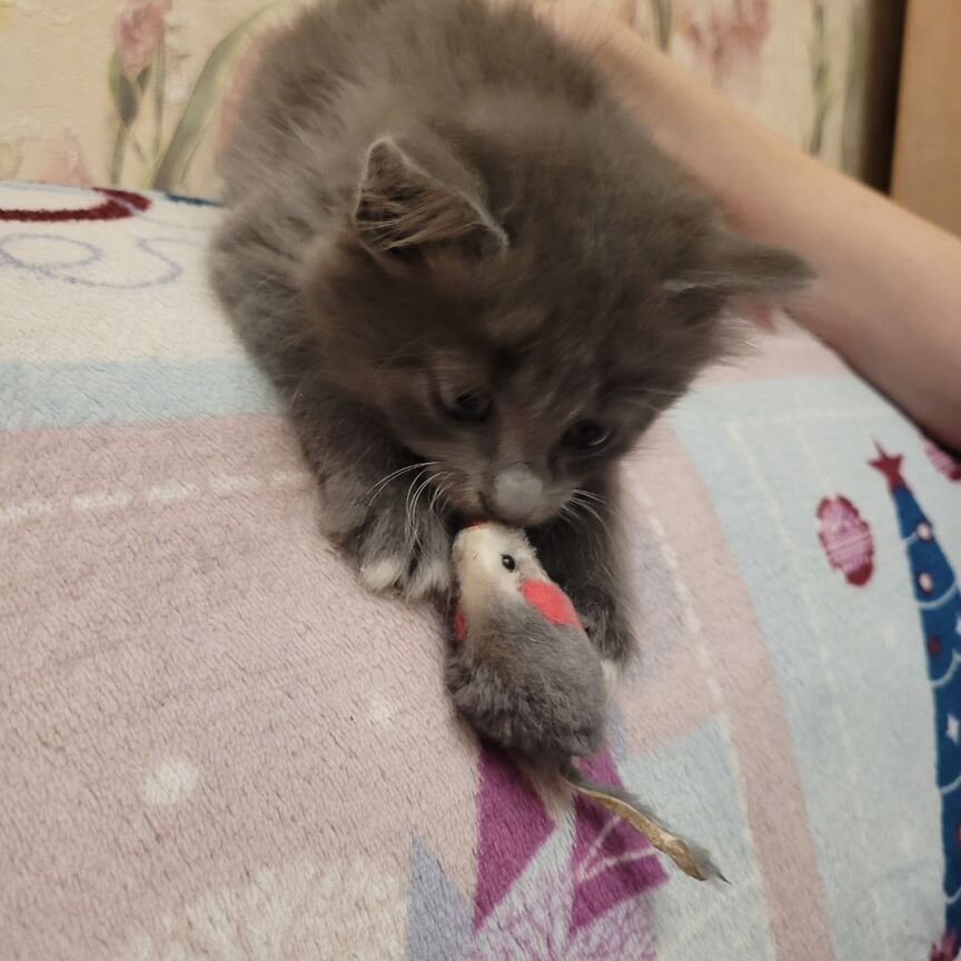 Котята от домашней кошки
