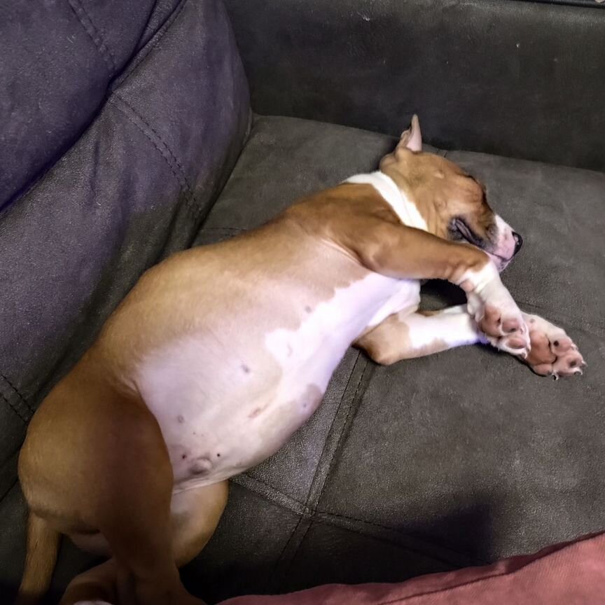 Стаффордширский терьер, 3 месяца мальчик