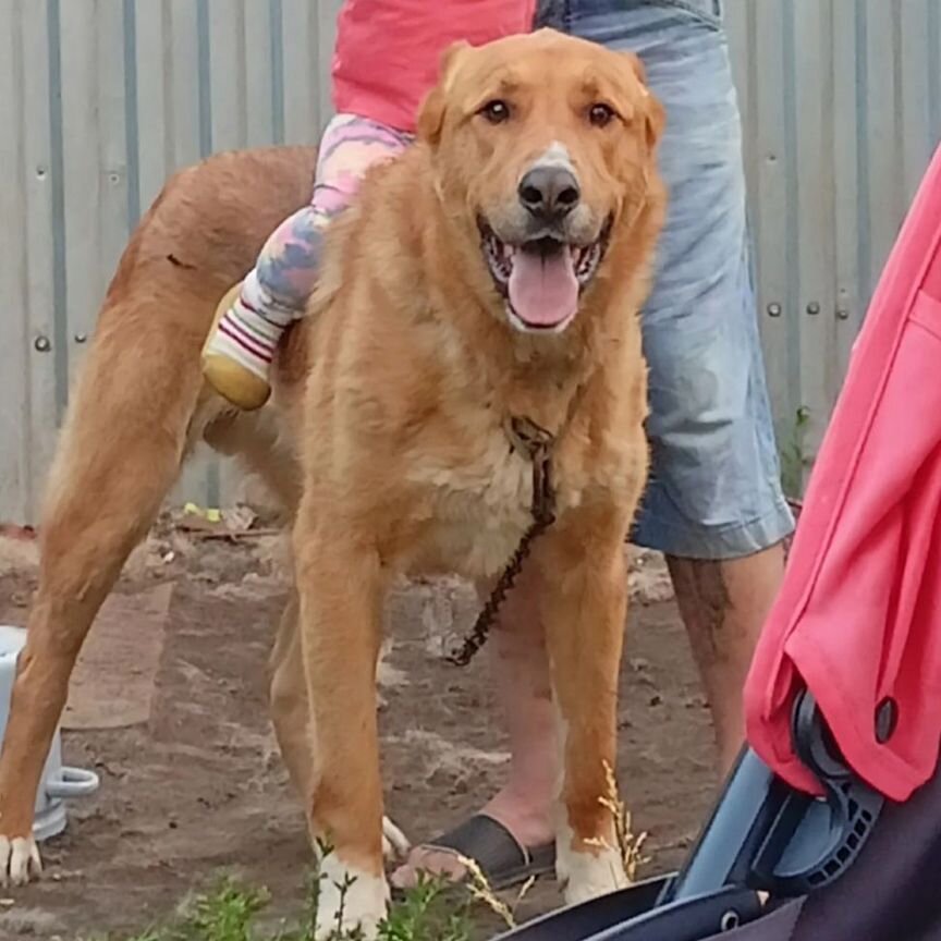 Собака алабай бесплатно