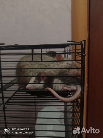 3 крысы с клеткой