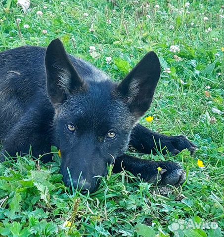 Черный волк