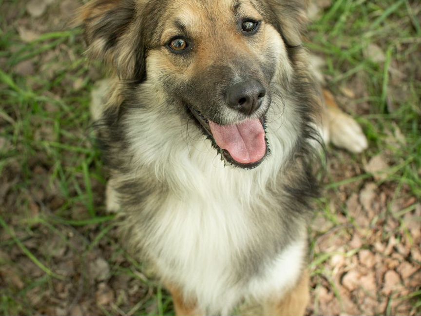 Милашка Джонни хочет домой