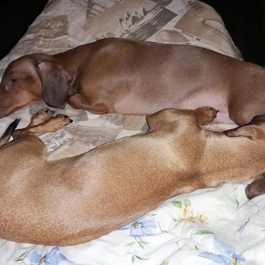 Такса в добрые руки