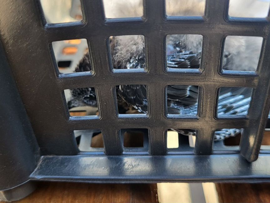 Птенец стрижа