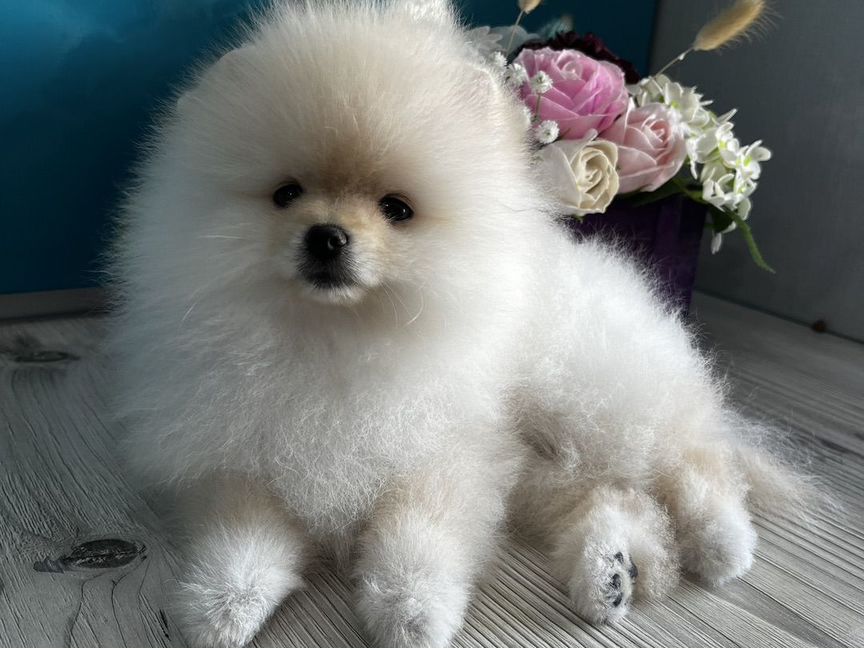 Померанский шпиц